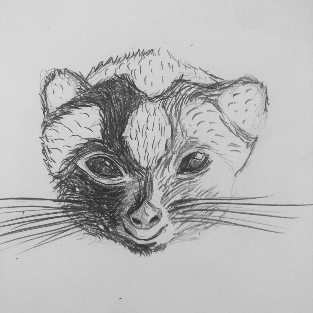 Zorilla – Pencil Sketch – Kids Book Illustrator Andy C Marshall